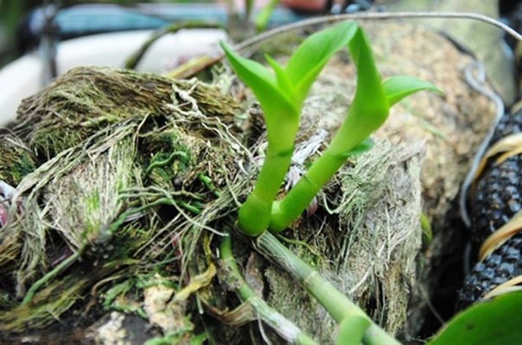Kinh nghiệm cho người mới chơi lan